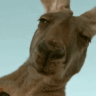 What's the difference between Chadlite and High Tier Normie? | Incels ...