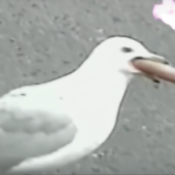 r/IncelTears face reveal: meet AdvocateDoogy, the autist behind the ...