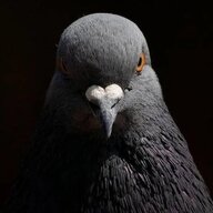 Stupid sheboon pours hot soup over herself | Incels.is - Involuntary ...