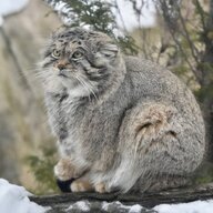 El primer incel | Incels.is - Involuntary Celibate Forum